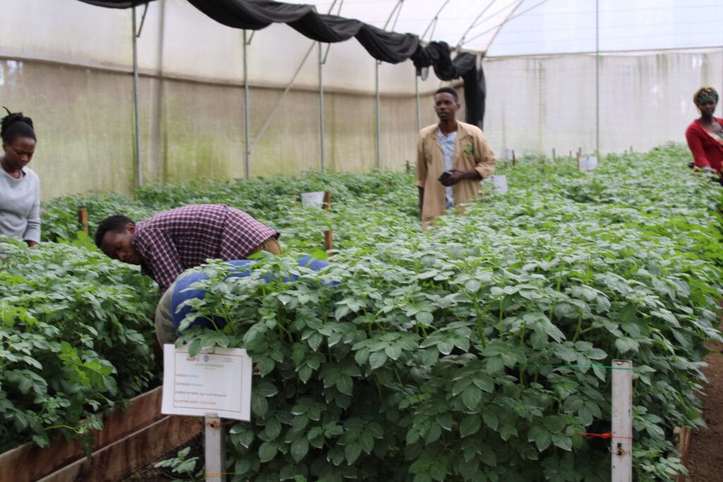 Sustainable Agricultural Transformation in Africa: 4 Pillars